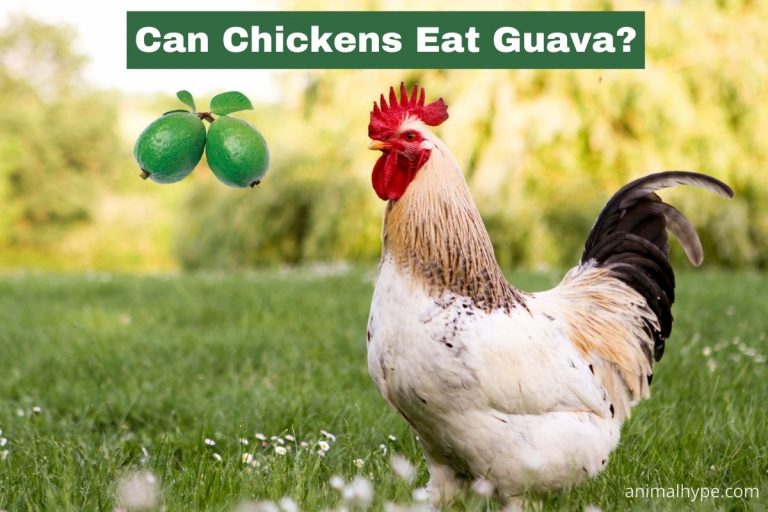 Can Chickens Eat Guava? - Animal Hype