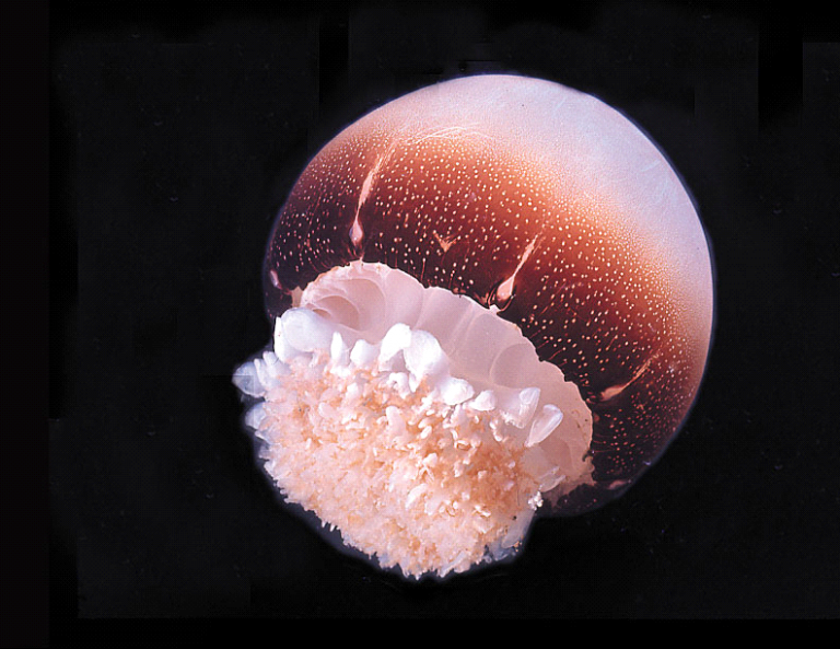 8 Types of Jellyfish in Florida (With Pictures and Videos) - Animal Hype