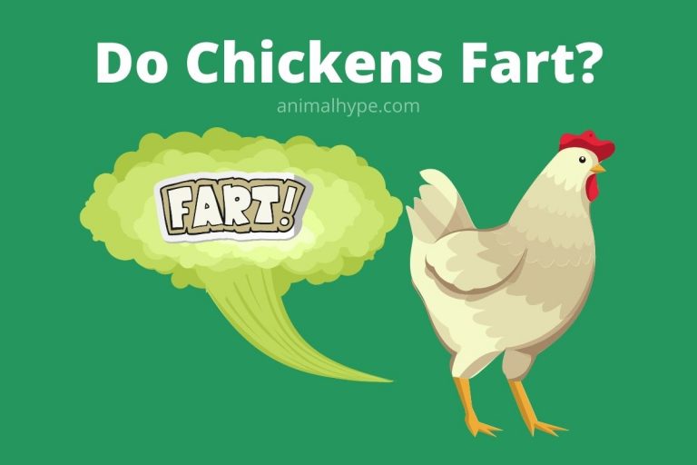 Do Chickens Fart? Exploring a Fowl Mystery - Animal Hype