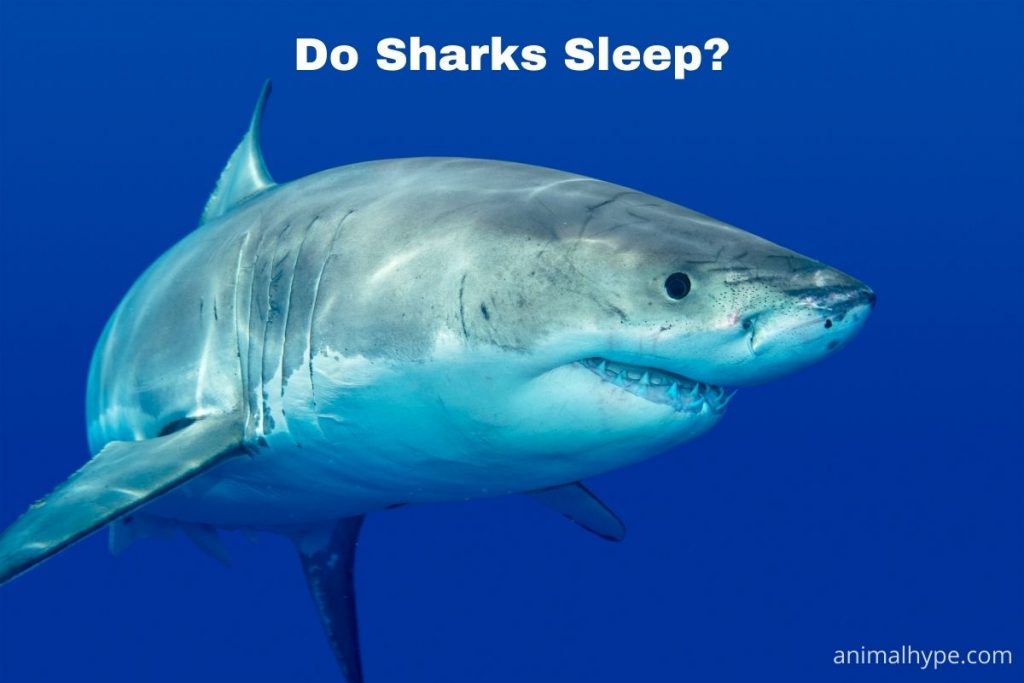 Do Sharks Sleep? When and How? - Animal Hype