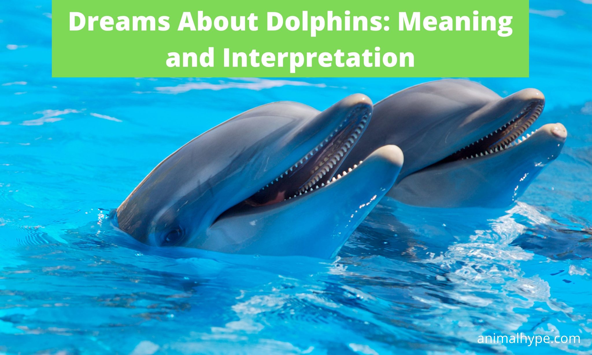 Dreams About Dolphins: Meaning And Interpretation - Animal Hype