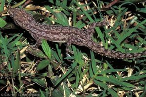 9 Types of Geckos in Hawaii (With Pictures) - Animal Hype