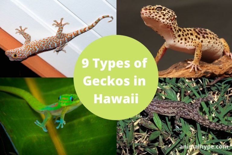 9 Types of Geckos in Hawaii (With Pictures) - Animal Hype