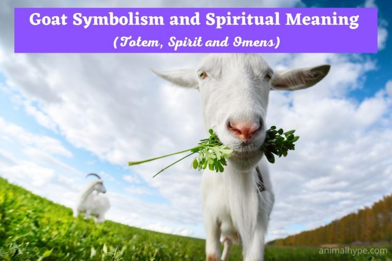 Goat Symbolism and Meaning (Totem, Spirit and Omens) - Animal Hype