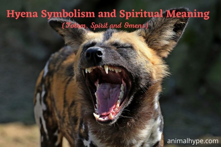 Hyena Symbolism And Meaning (Totem, Spirit And Omens) - Animal Hype
