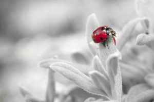 Ladybug Symbolism and Meaning (Totem, Spirit and Omens) - Animal Hype