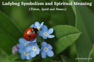 Ladybug Symbolism and Meaning (Totem, Spirit and Omens) - Animal Hype
