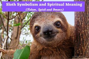 Sloth Symbolism and Meaning (Totem, Spirit, and Omens) - Animal Hype