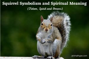 Squirrel Symbolism and Meaning (Totem, Spirit and Omens) - Animal Hype