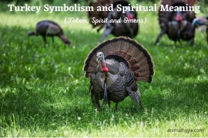 Turkey Symbolism and Meaning (Totem, Spirit, and Omens) - Animal Hype