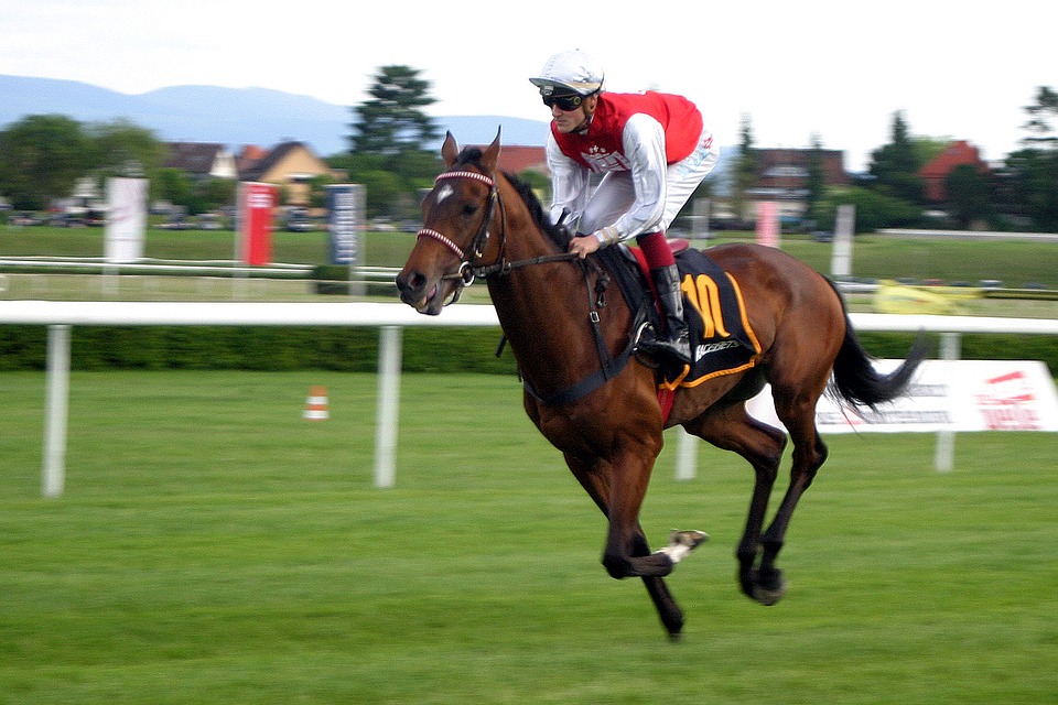 359 Cool Racehorse Names Animal Hype 359 Cool Racehorse Names Animal Hype