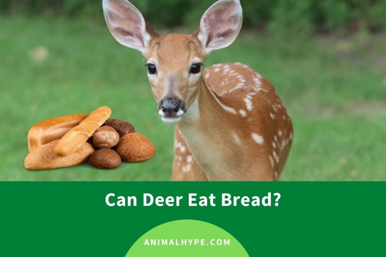 Can Deer Eat Bread? - Animal Hype