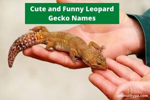 443 Playful Leopard Gecko Names for Your Exotic Buddy - Animal Hype