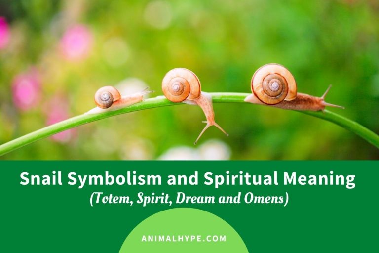Snail Symbolism and Meaning (Totem, Spirit and Omens) - Animal Hype