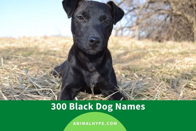 300 Black Dog Names (Cute and Funny) - Animal Hype