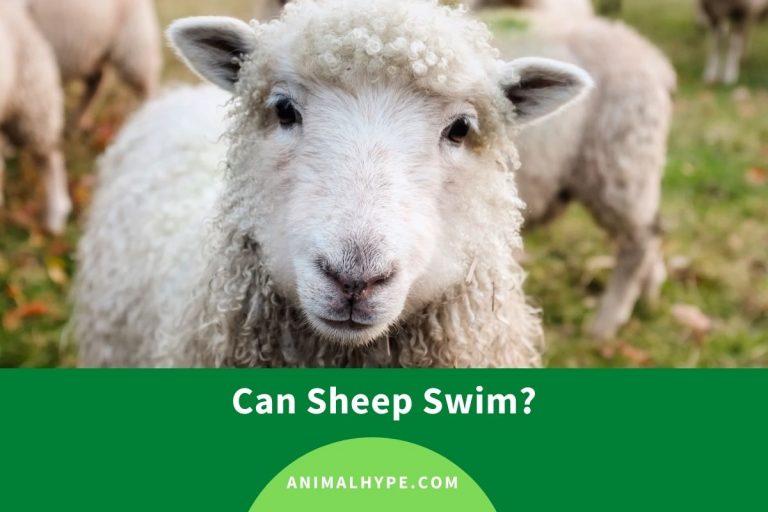 Can Sheep Swim? Woolly Swimmers - Animal Hype