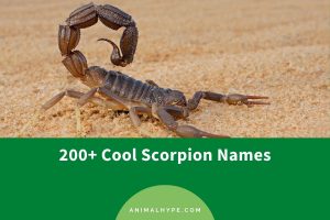 533 Coolest Scorpion Names For Your Stinging Pet - Animal Hype