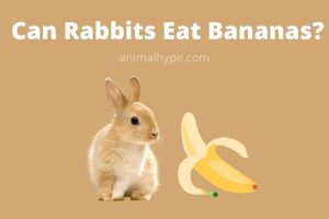 Can Rabbits Eat Bananas? - Animal Hype