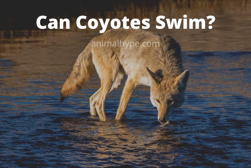 Can Coyotes Swim? A Dive into Their Aquatic Abilities - Animal Hype
