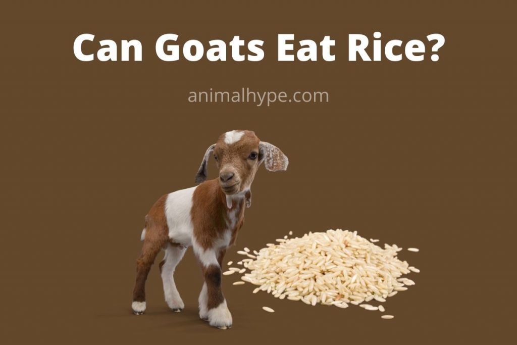 Can Goats Eat Rice? Grains for Goats - Animal Hype