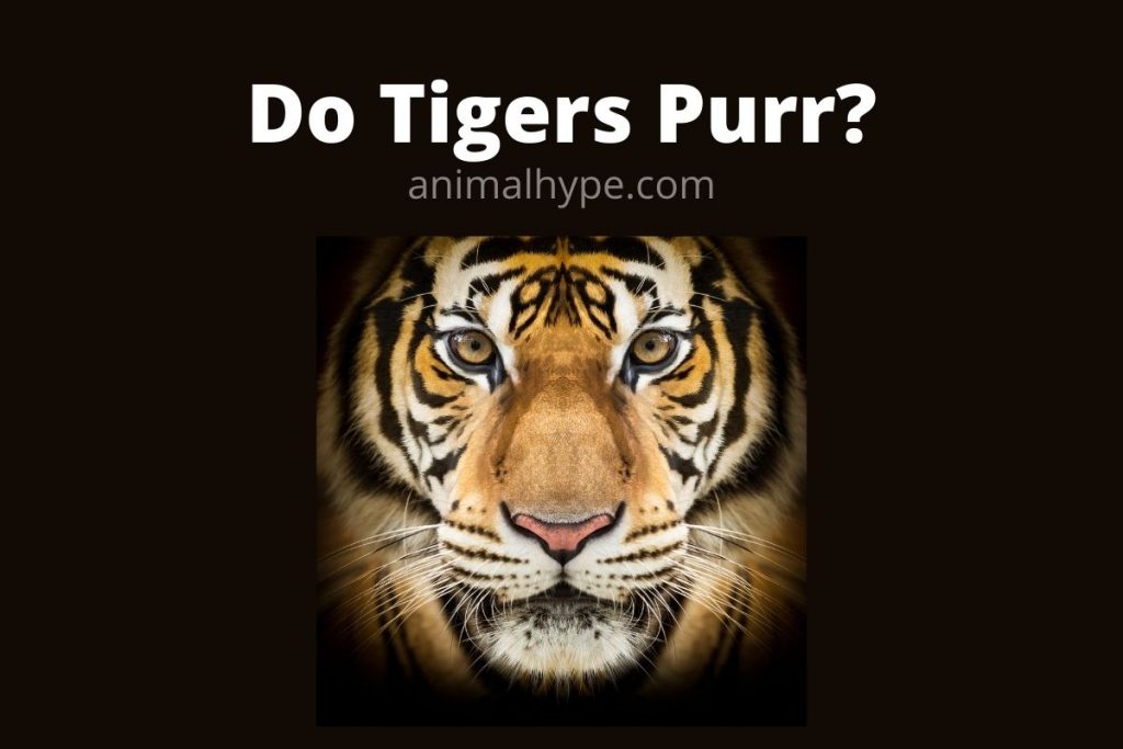 Do Tigers Purr? (Know the Facts!) - Animal Hype