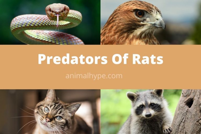 What Eats Rats? (17 Rat Predators) - Animal Hype