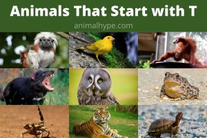 43 Animals that Start with T (Facts and Pictures) - Animal Hype