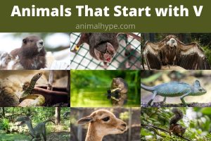 29 Animals that Start with V (Facts and Pictures) - Animal Hype