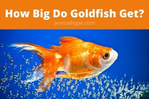 How BIG Do Goldfish Get? (Supersize your Goldfish) - Animal Hype