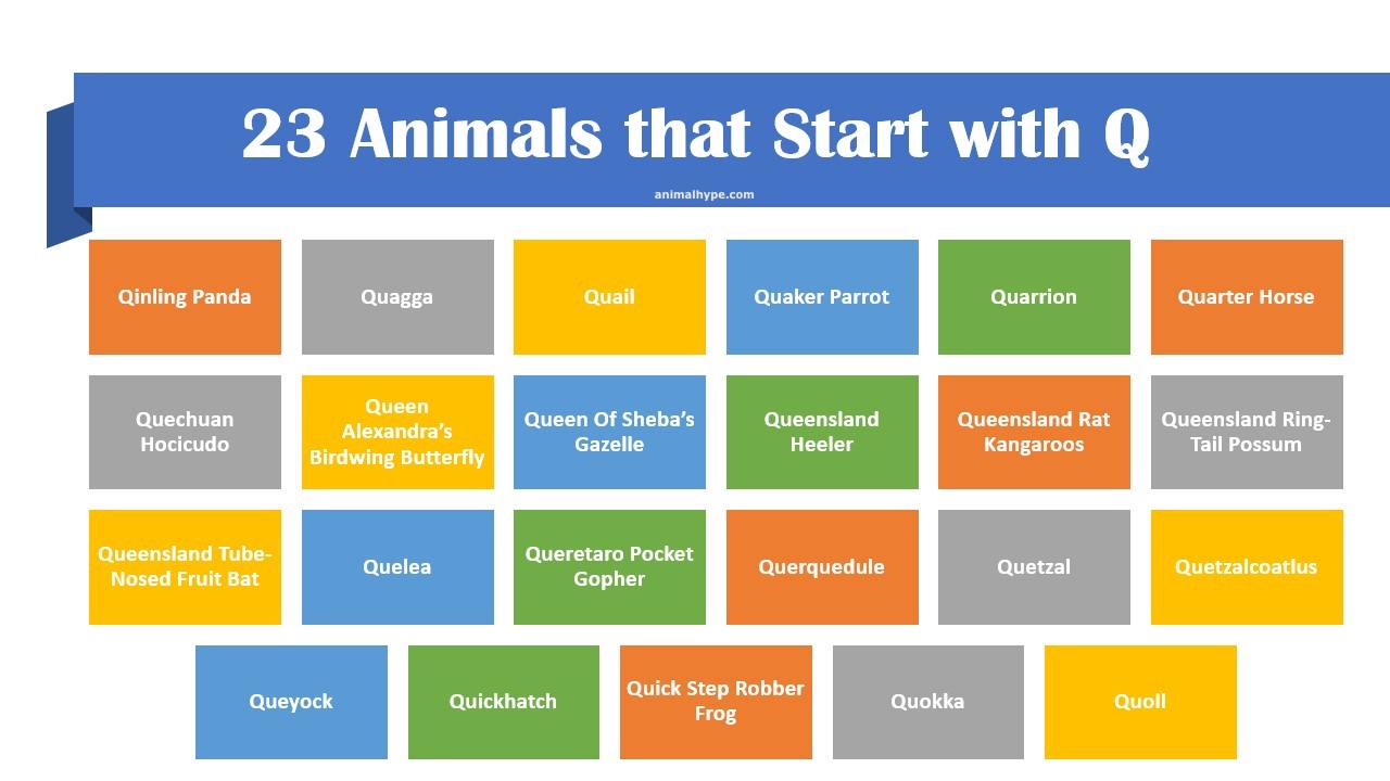 23 Animals that Start with Q (Facts and Images) - Animal Hype
