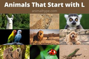 44 Animals that Start with L (Facts and Pictures) - Animal Hype