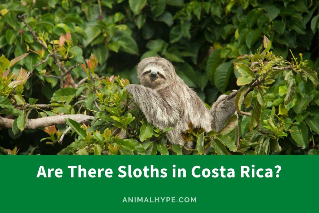 Are There Sloths in Costa Rica? - Animal Hype