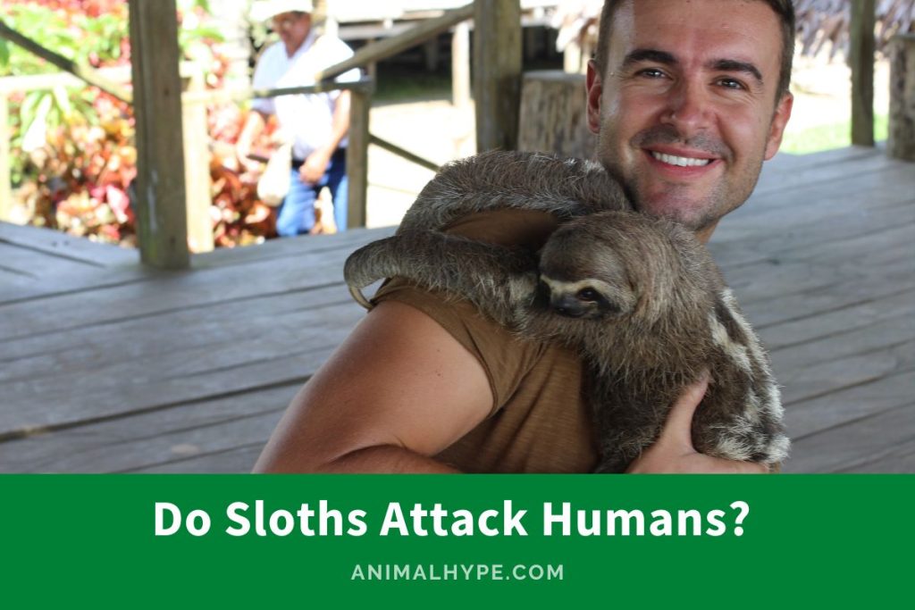 Do Sloths Attack Humans? (Are They Dangerous) - Animal Hype