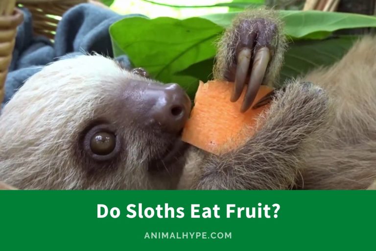 Do Sloths Eat Fruit? (Sweet Side of Sloth's Diet) - Animal Hype