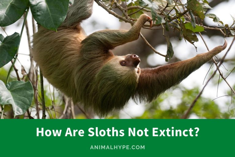 How Are Sloths Not Extinct? (Nature's Miracle) - Animal Hype