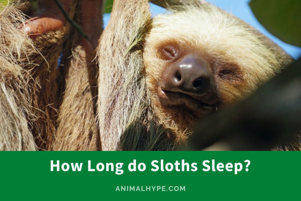 How Long Do Sloths Sleep? (Detailed Analysis) - Animal Hype