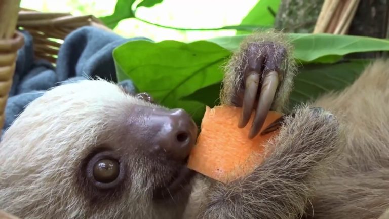 Do Sloths Have Teeth? The Toothful Tale! - Animal Hype