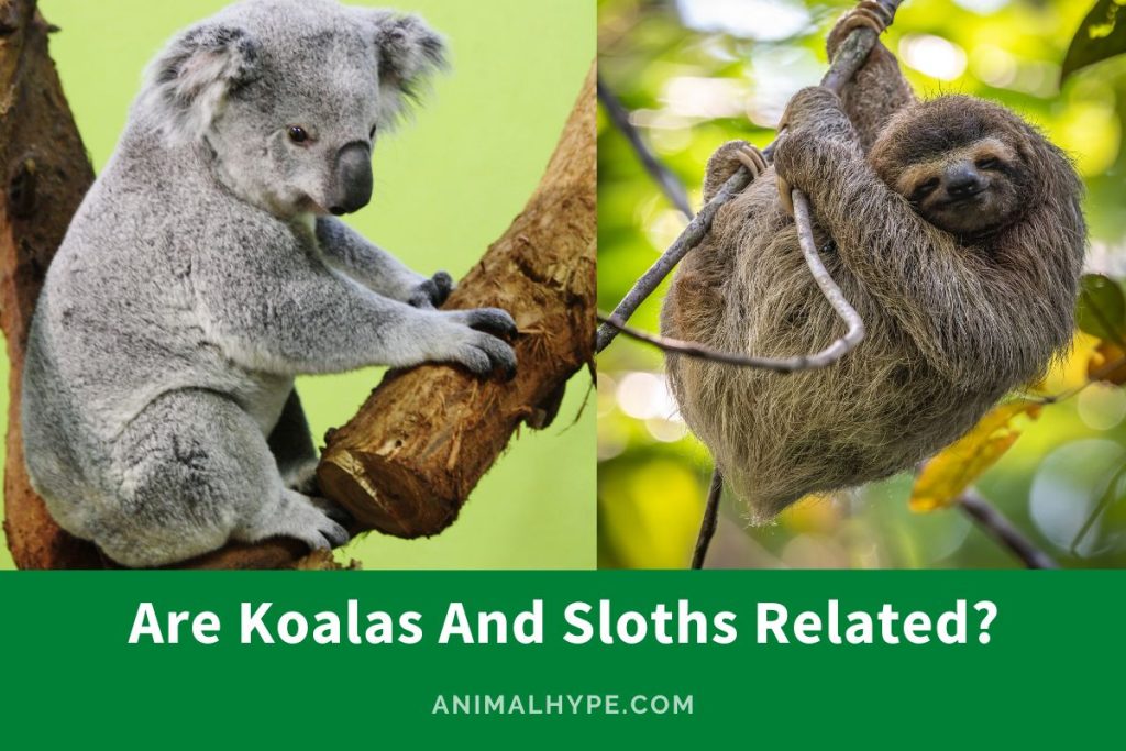 Are Koalas And Sloths Related? Ancestry Unveiled! - Animal Hype