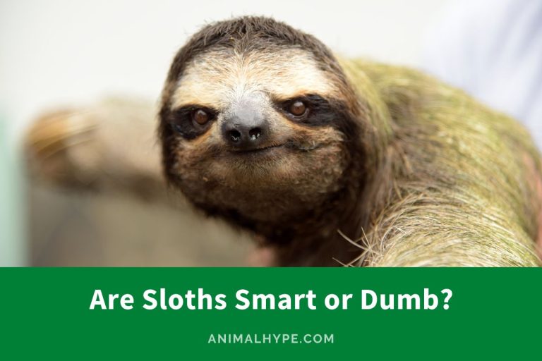 Are Sloths Smart or Dumb? Intelligence Investigation! - Animal Hype