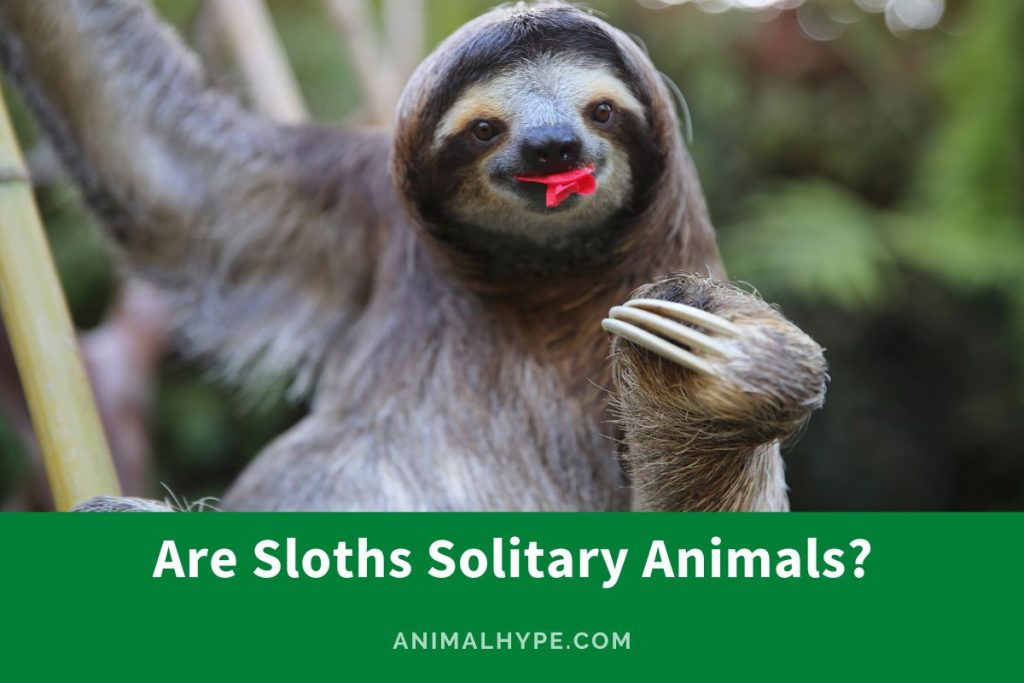 Are Sloths Solitary Animals? Decoding Behavior! - Animal Hype