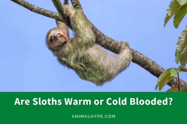 Are Sloths Warm or Cold Blooded? Sloth Biology - Animal Hype