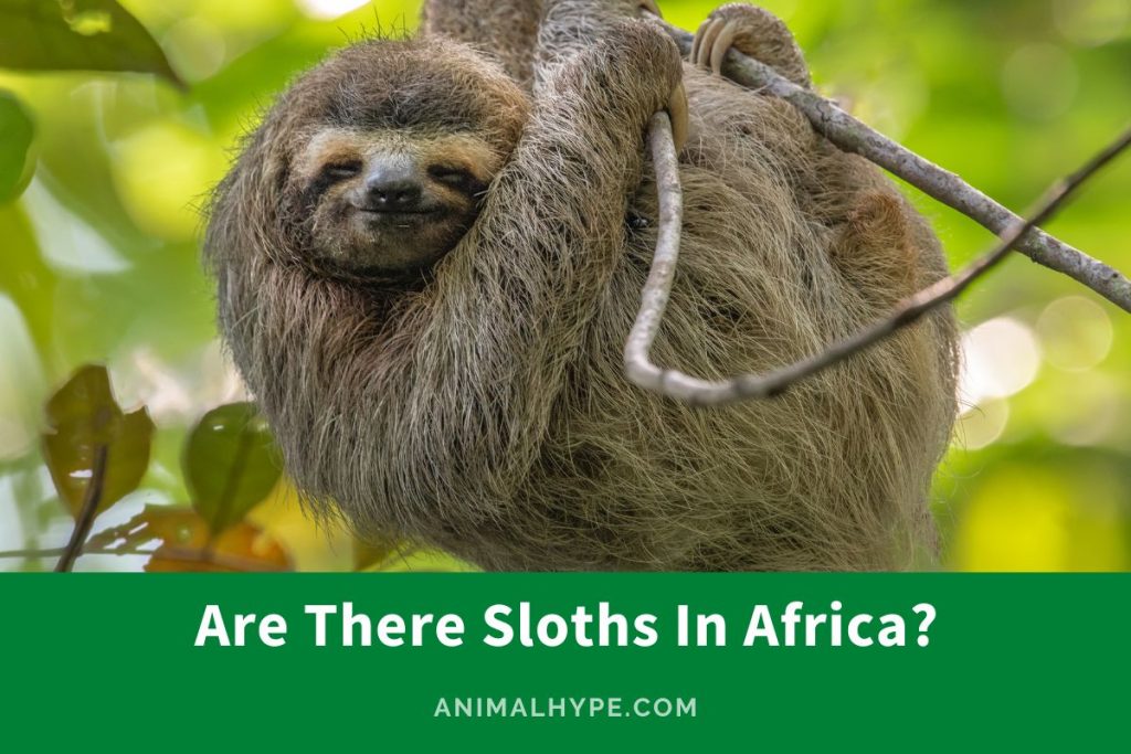 Are There Sloths In Africa? Wildlife Wanderlust! - Animal Hype