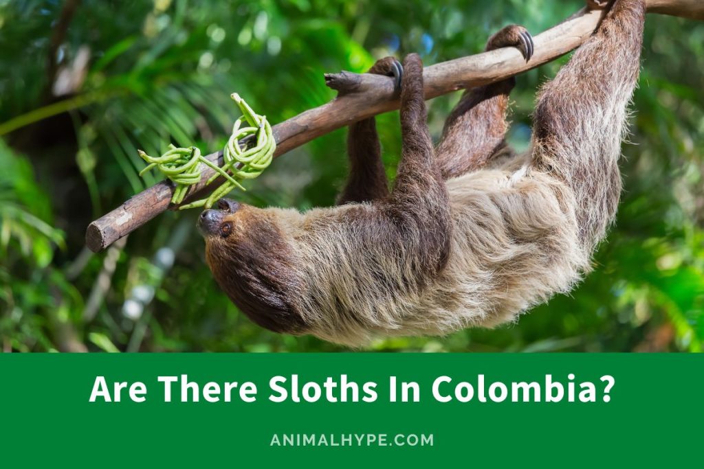 Are There Sloths In Colombia? A South American Safari! - Animal Hype