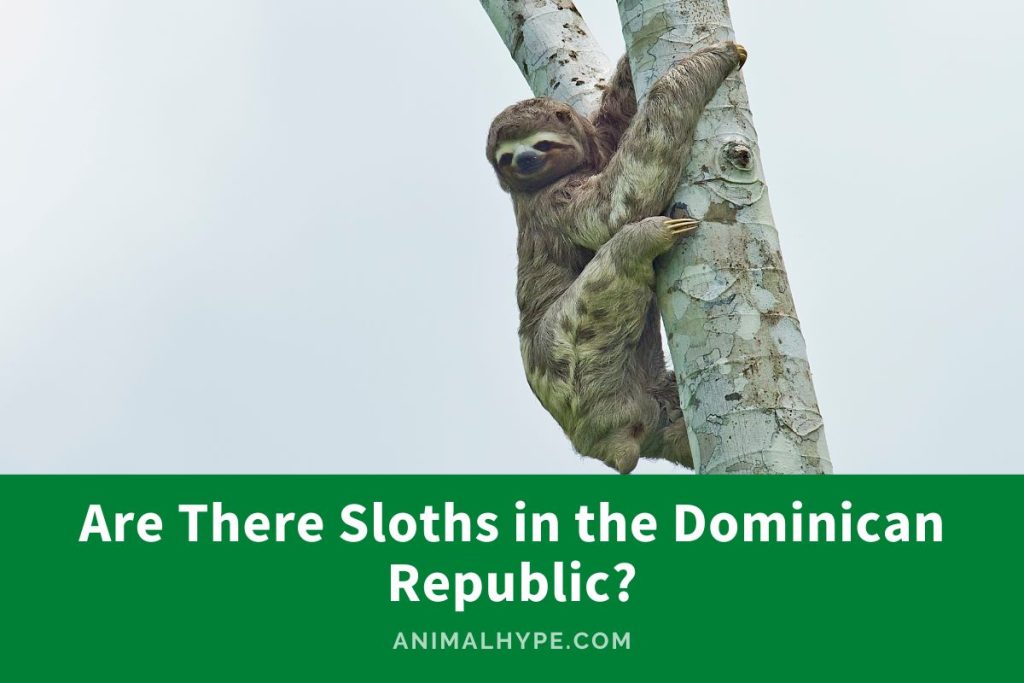 Are There Sloths in the Dominican Republic? - Animal Hype