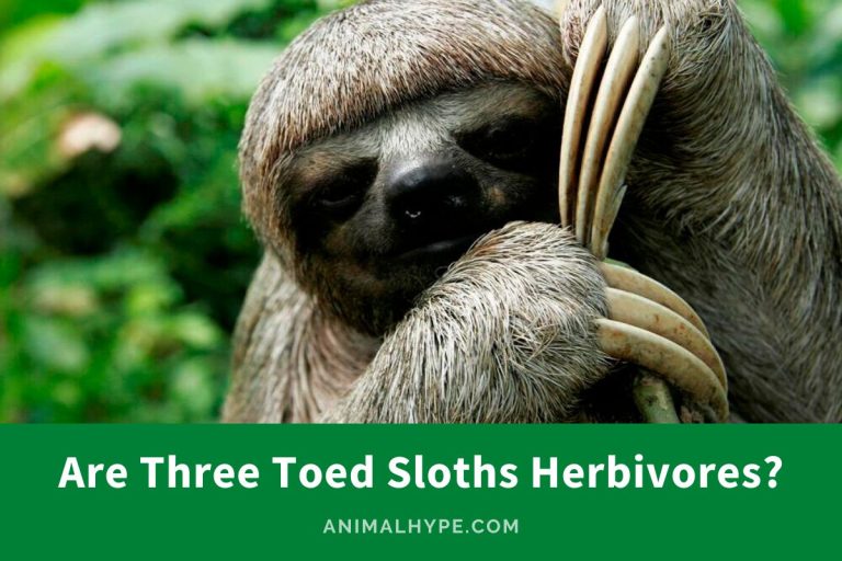 Are Three Toed Sloths Herbivores? Eating Habits Explored! - Animal Hype