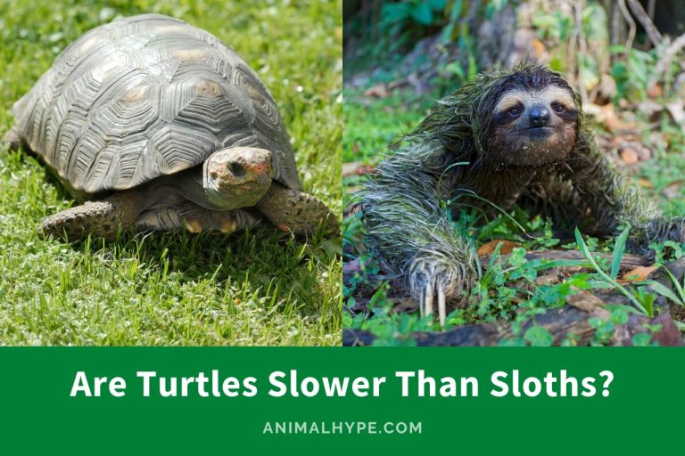 Are Turtles Slower Than Sloths? A Speed Showdown! - Animal Hype