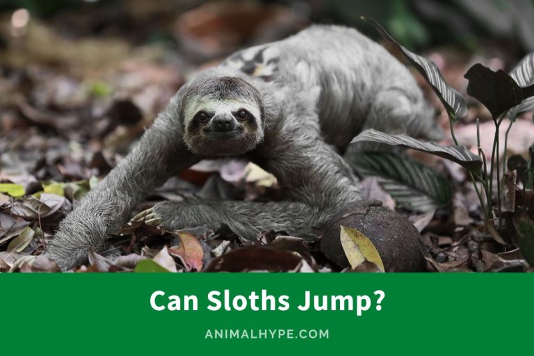 Can Sloths Jump? (Myth or Fact?) - Animal Hype
