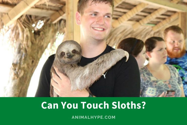 Can You Touch Sloths? The Petting Protocol! - Animal Hype