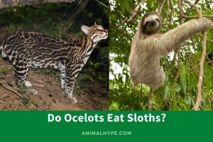 Do Ocelots Eat Sloths? Food Chain Face-off! - Animal Hype
