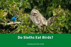 Do Sloths Eat Birds? A Surprise In The Canopy! - Animal Hype